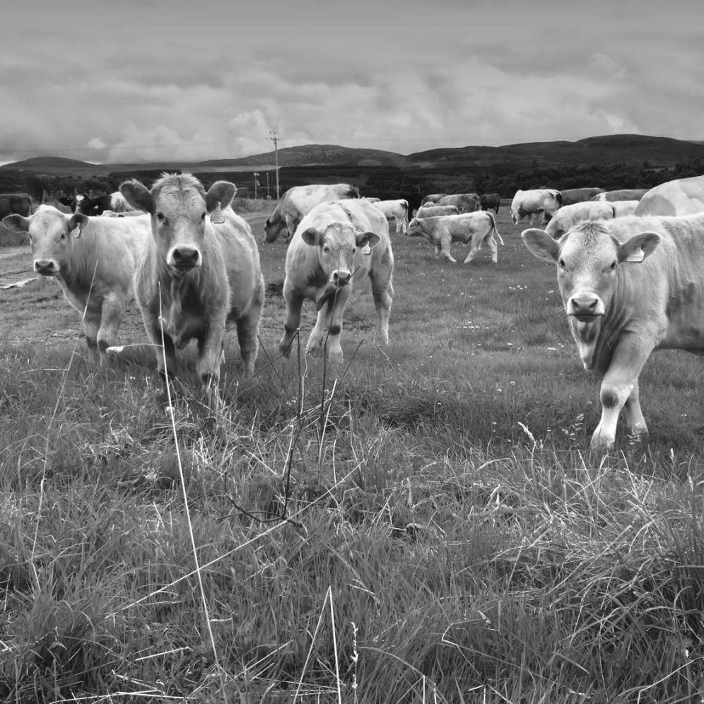 30 Enchanting iPhone Photos of Rural Scenes