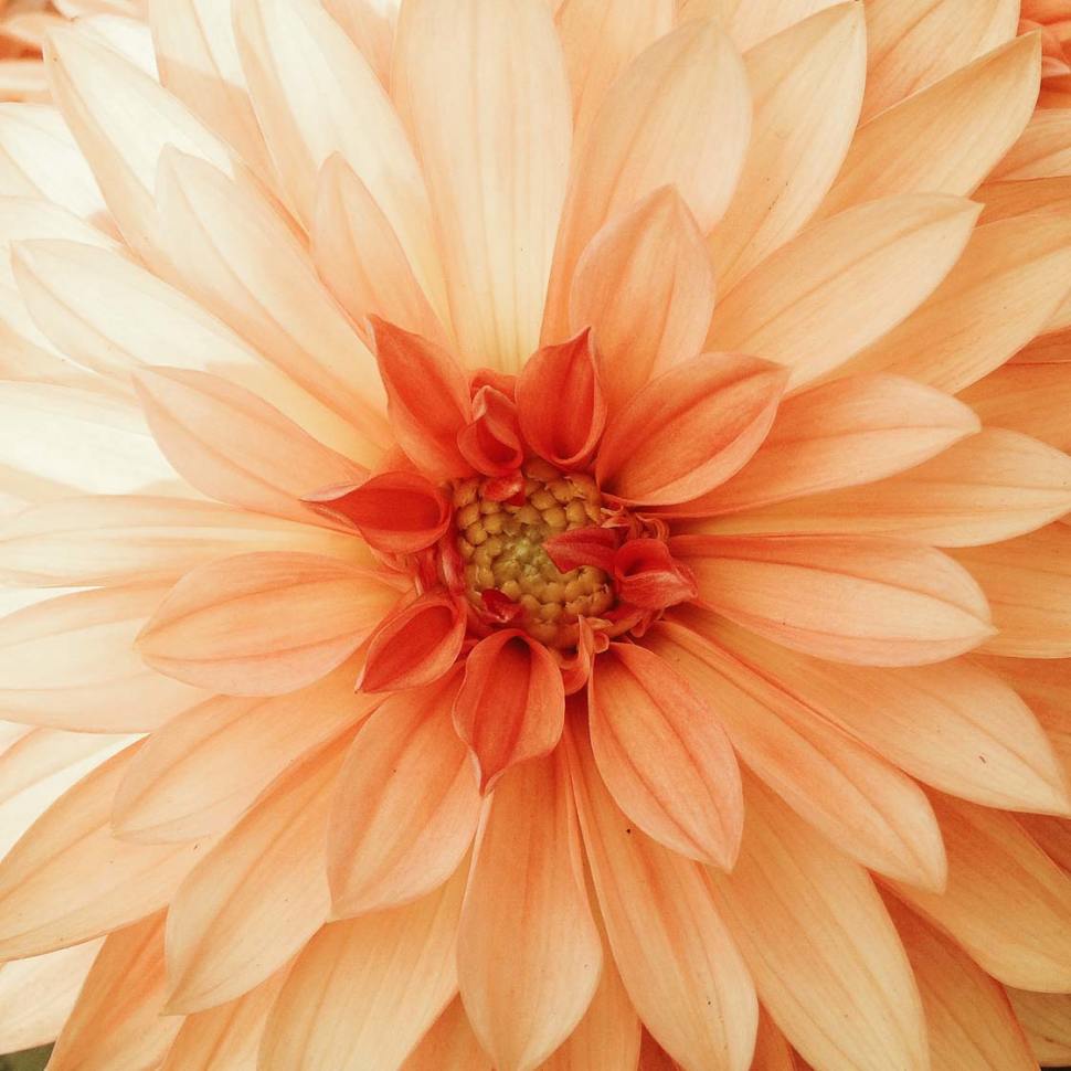 Take Interesting iPhone Photos By Capturing Small Details