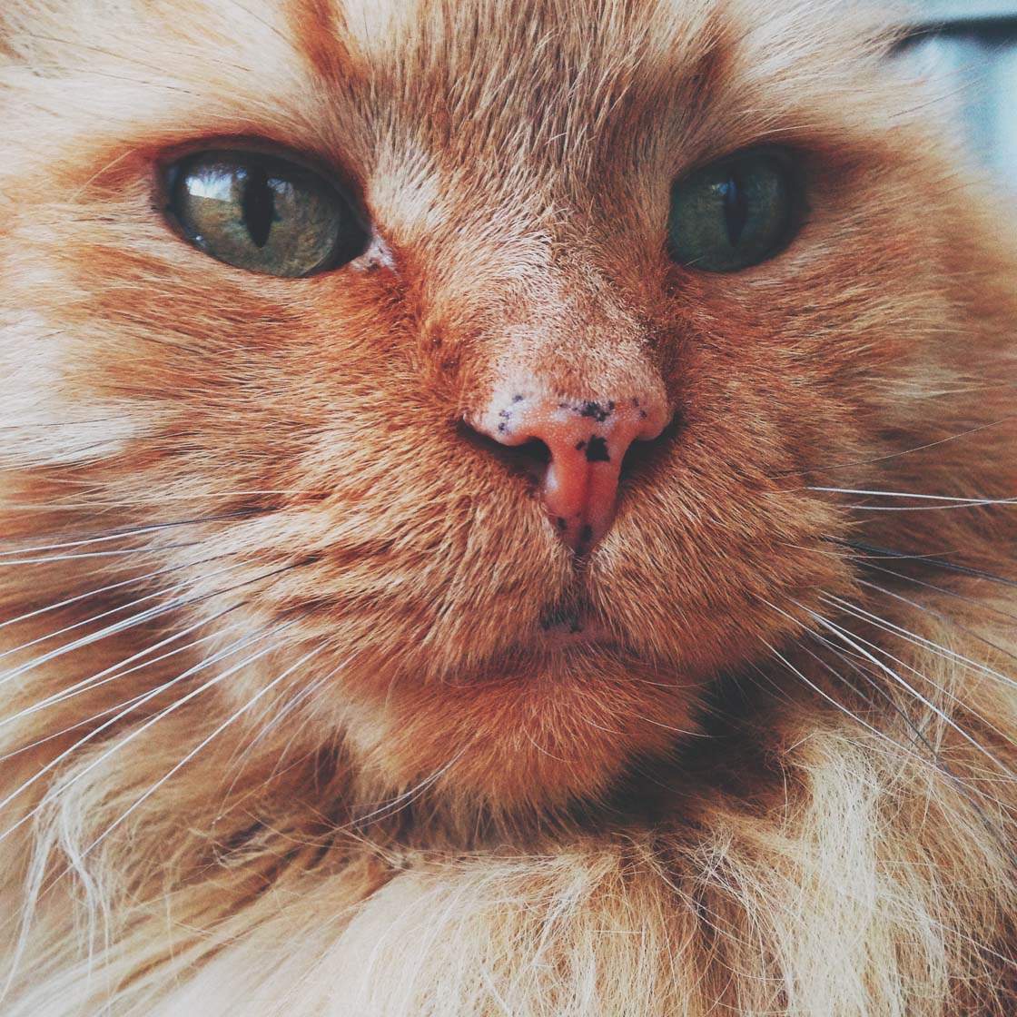 Take Interesting iPhone Photos By Capturing Small Details