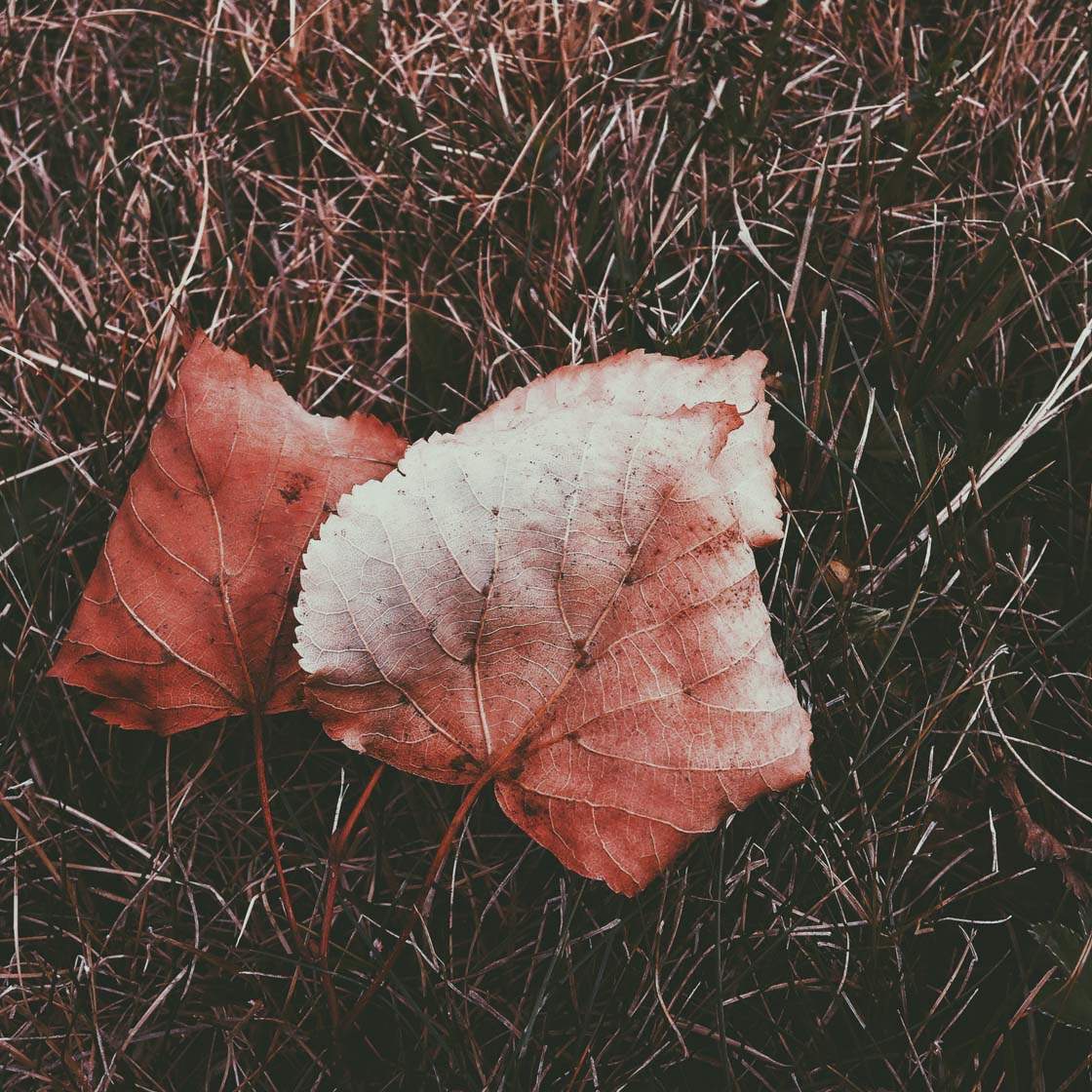 Take Interesting iPhone Photos By Capturing Small Details