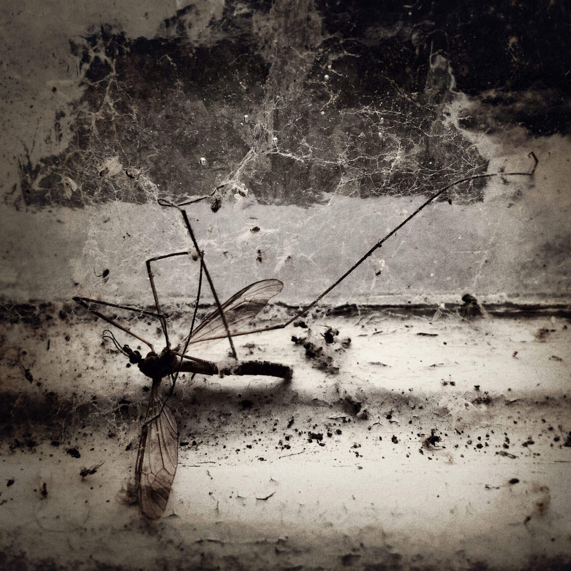 How To Turn Ordinary Subjects Into Extraordinary iPhone Photos