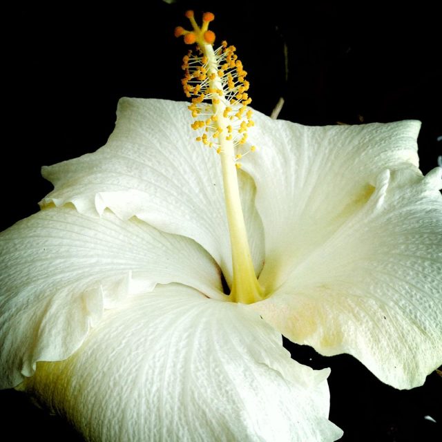 30 Glorious iPhone Photos Of Flowers