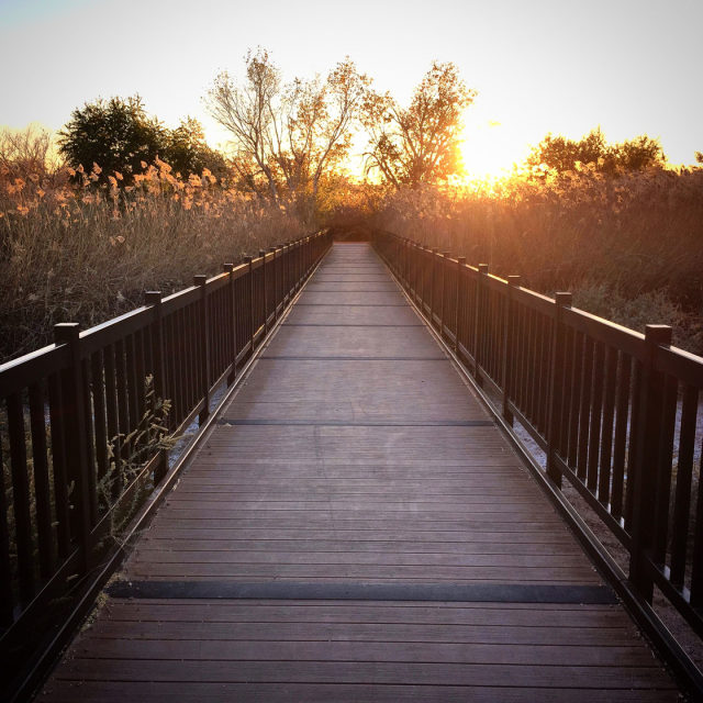 8 Tips For Creating Stunning iPhone Sunset Photos