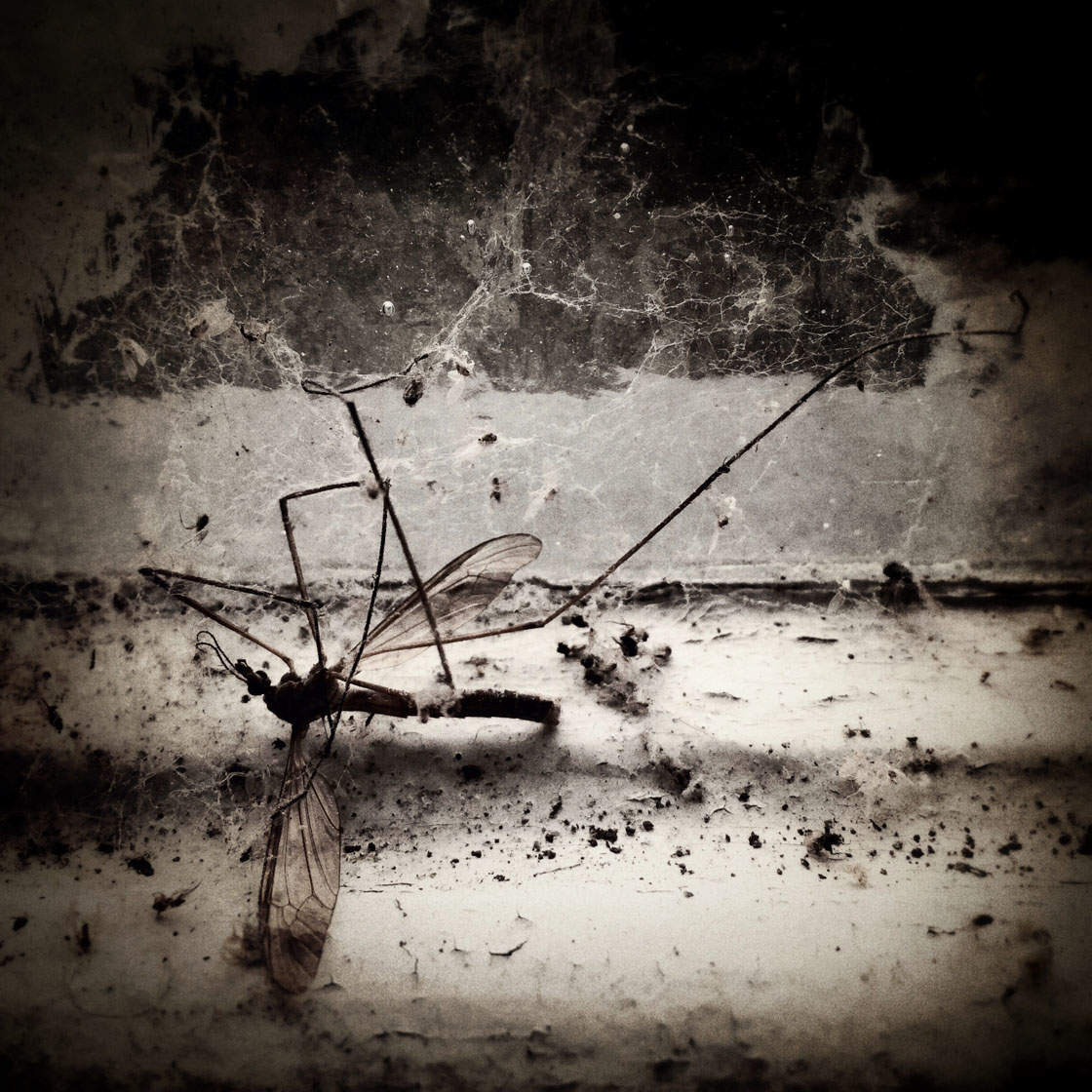 How To Use The Vignette Tool To Create Dramatic iPhone Photos