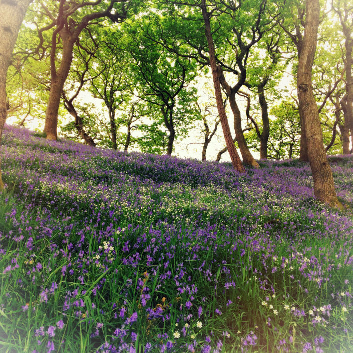 How To Use The Vignette Tool To Create Dramatic iPhone Photos