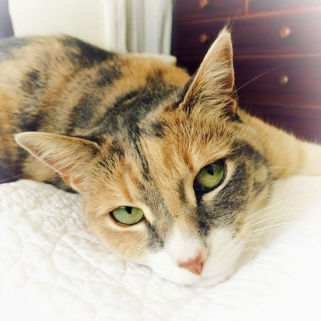 How To Use The Vignette Tool To Create Dramatic iPhone Photos