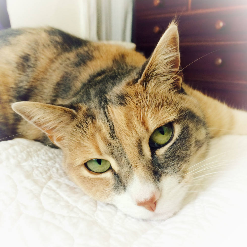 How To Use The Vignette Tool To Create Dramatic iPhone Photos