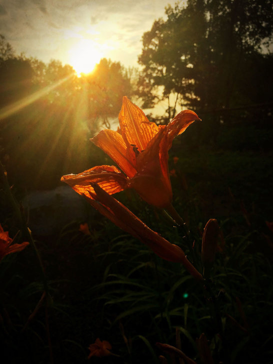 30 Brilliant iPhone Photos of the Golden Hour