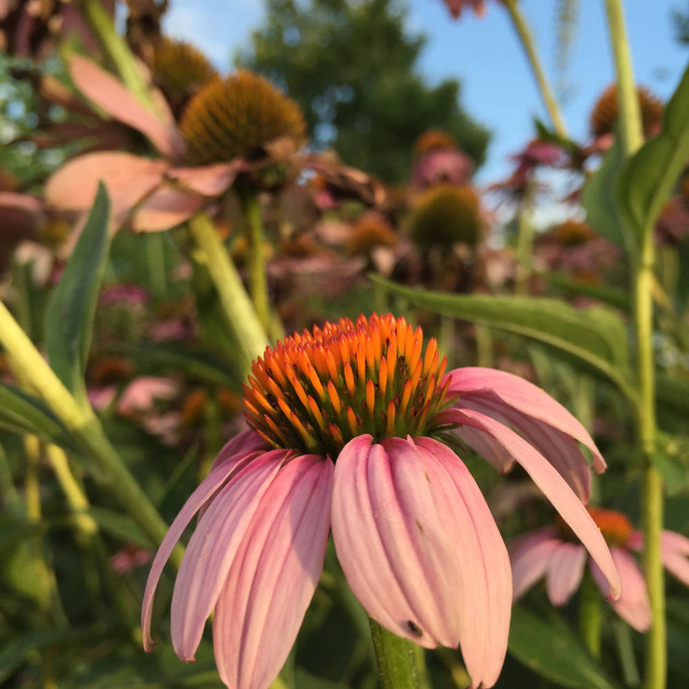 8 Ways To Capture Wonderful Serenity In Your iPhone Photos