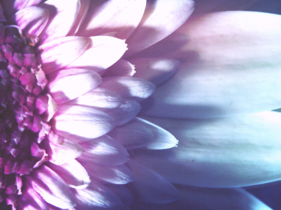 11 Tips For Beautiful Flower Photography On iPhone