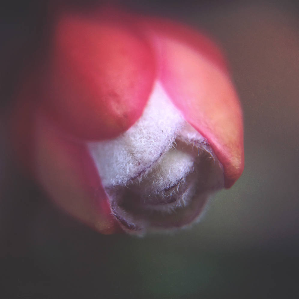 11 Tips For Beautiful Flower Photography On iPhone