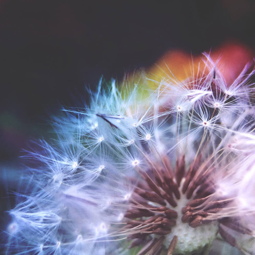 11 Tips For Beautiful Flower Photography On iPhone