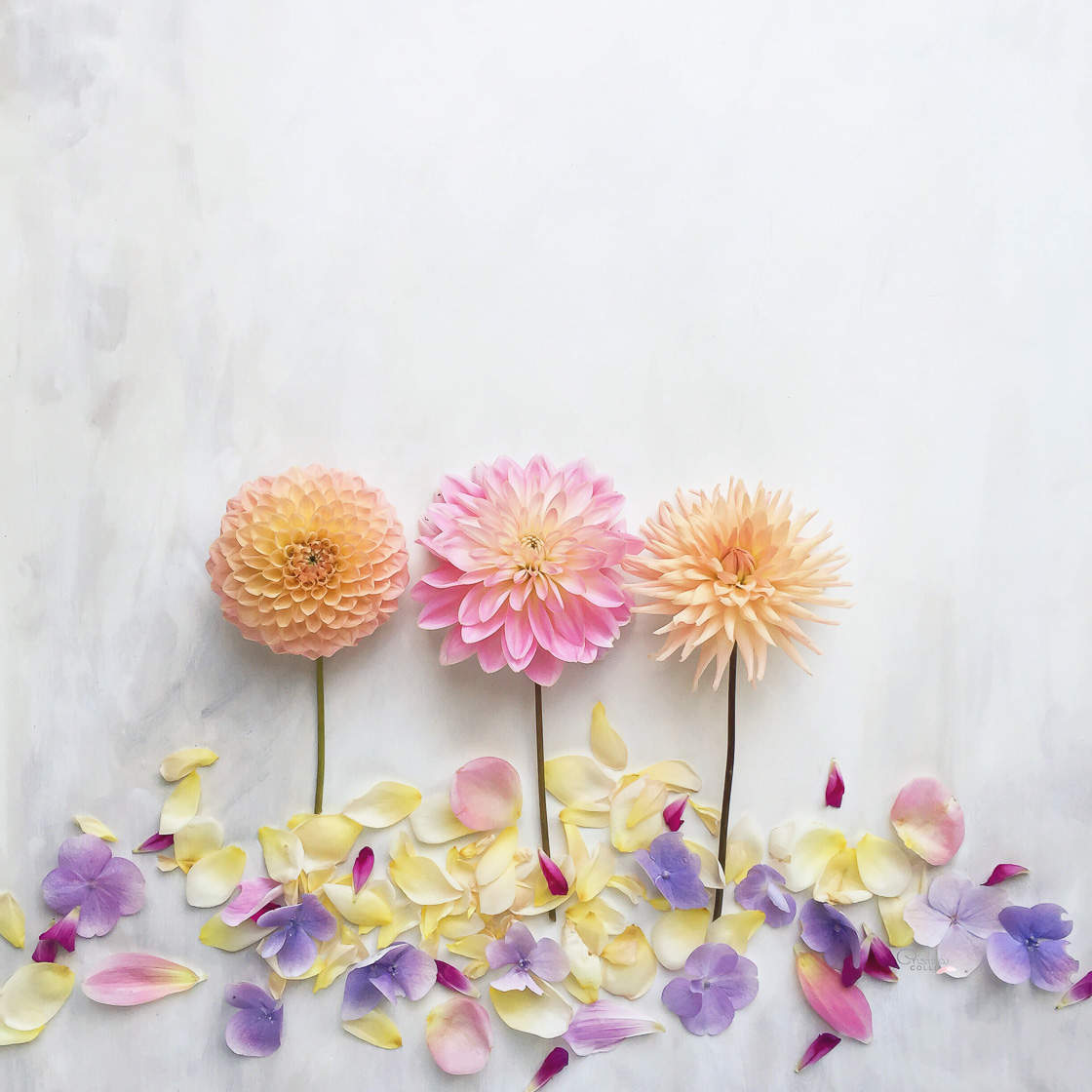 8 Tips For Beautiful Still Life Photography On iPhone