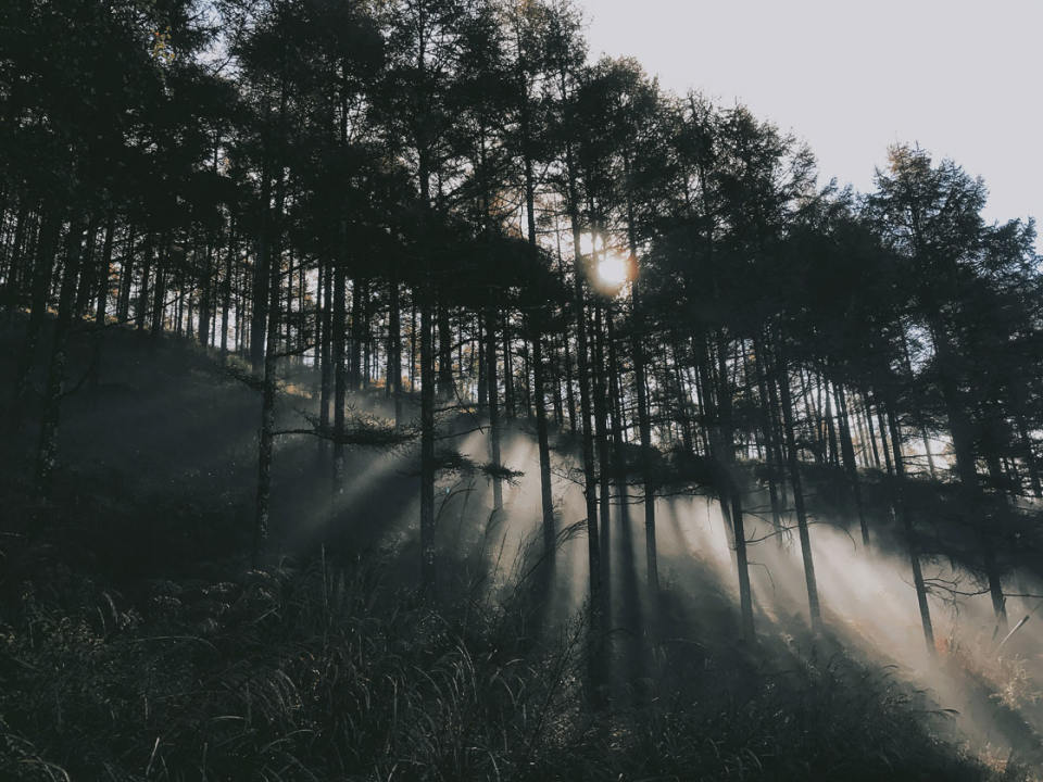 7 Tips For Wonderful Forest Photography On iPhone