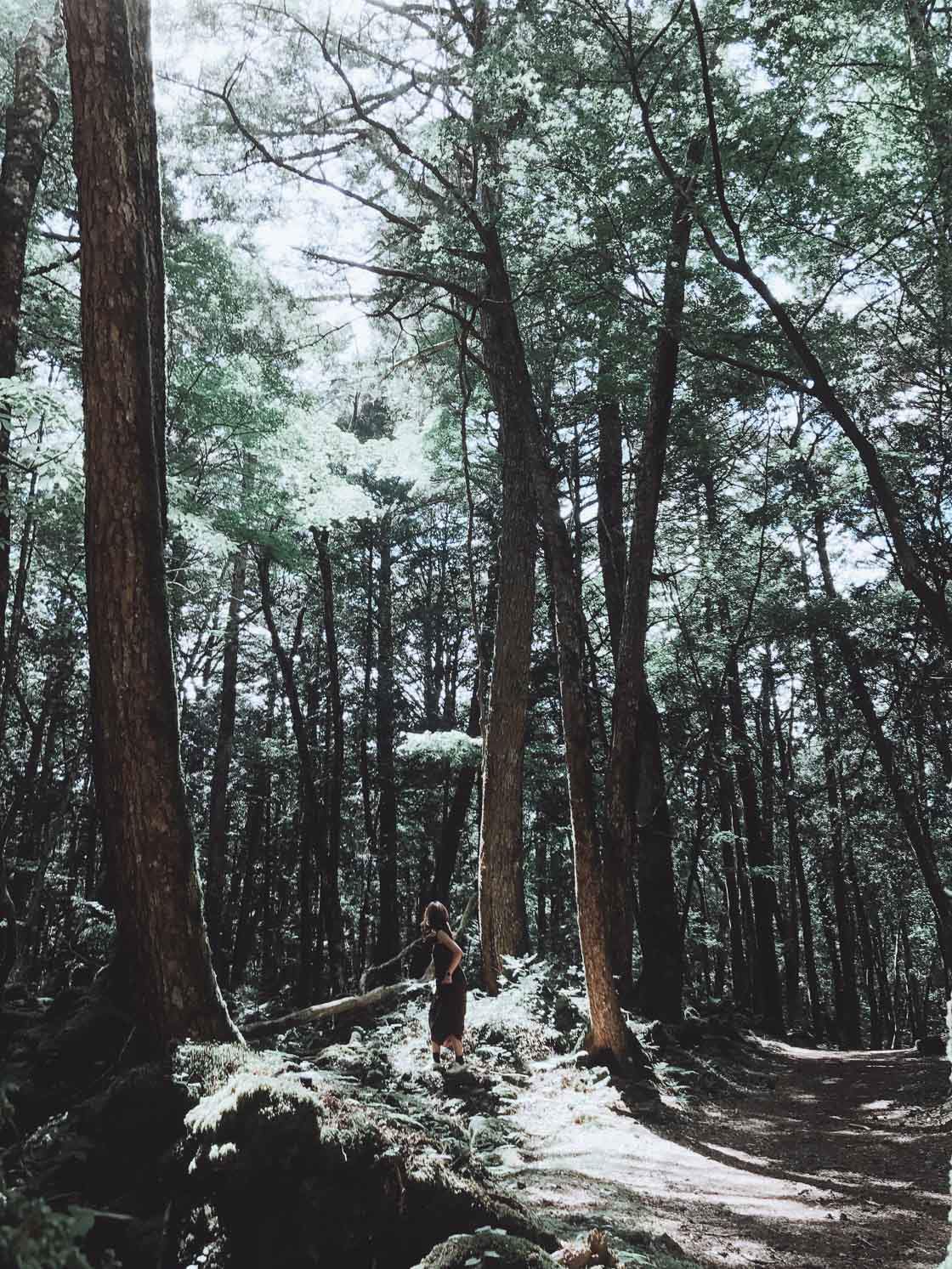 7 Tips For Wonderful Forest Photography On iPhone