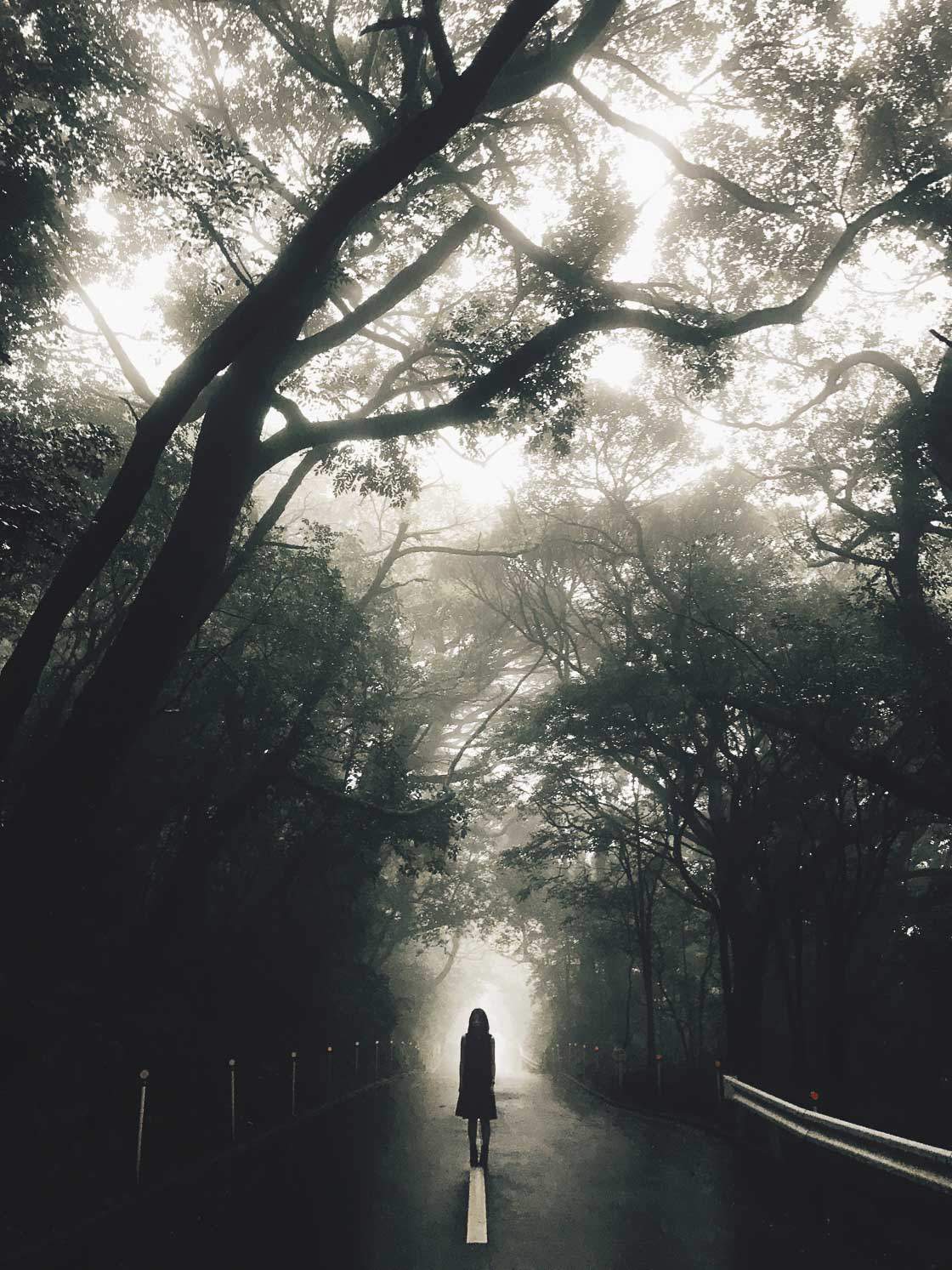 7 Tips For Wonderful Forest Photography On iPhone