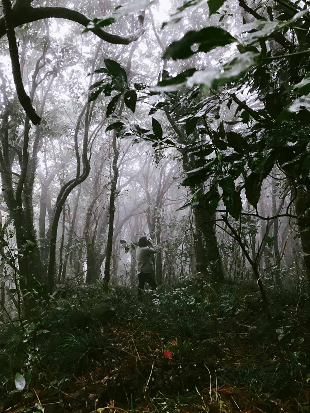 7 Tips For Wonderful Forest Photography On iPhone