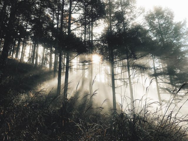 7 Tips For Wonderful Forest Photography On iPhone