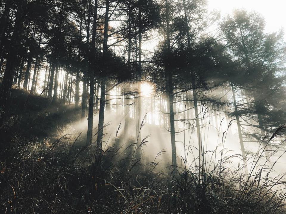 7 Tips For Wonderful Forest Photography On iPhone