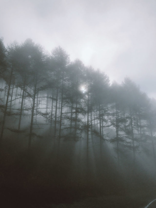 7 Tips For Wonderful Forest Photography On iPhone