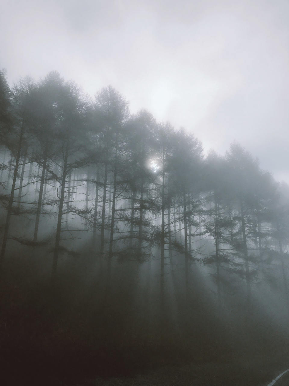 7 Tips For Wonderful Forest Photography On iPhone