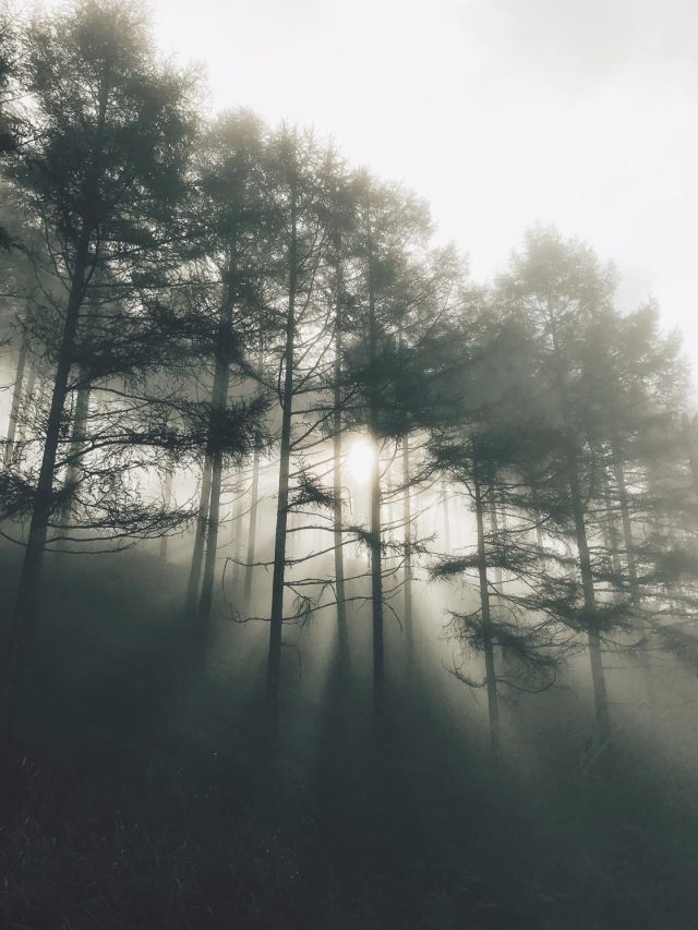 7 Tips For Wonderful Forest Photography On iPhone
