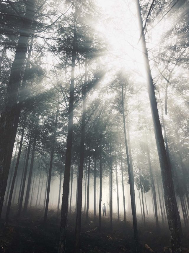7 Tips For Wonderful Forest Photography On iPhone