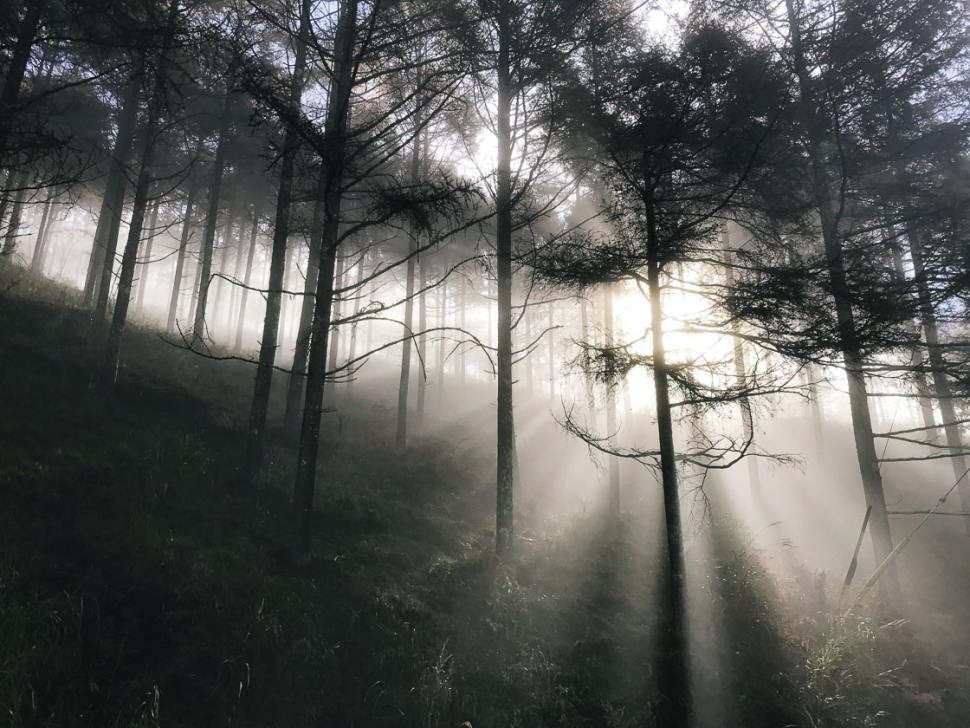 7 Tips For Wonderful Forest Photography On iPhone