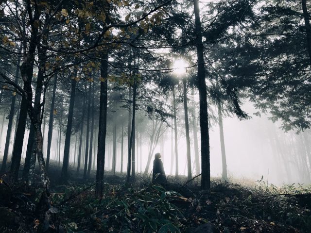 7 Tips For Wonderful Forest Photography On iPhone
