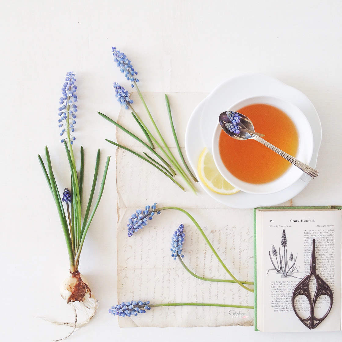 8 Tips For Beautiful Still Life Photography On iPhone