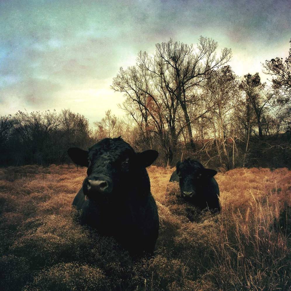 8 Tips For Incredible Rural Landscape Photography On iPhone