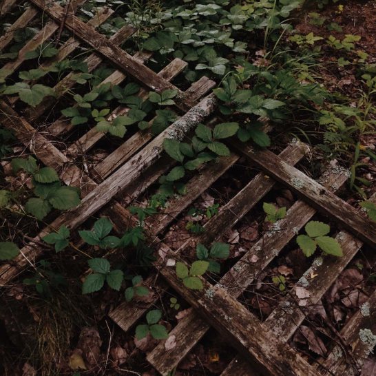 Take Interesting iPhone Photos By Capturing Small Details