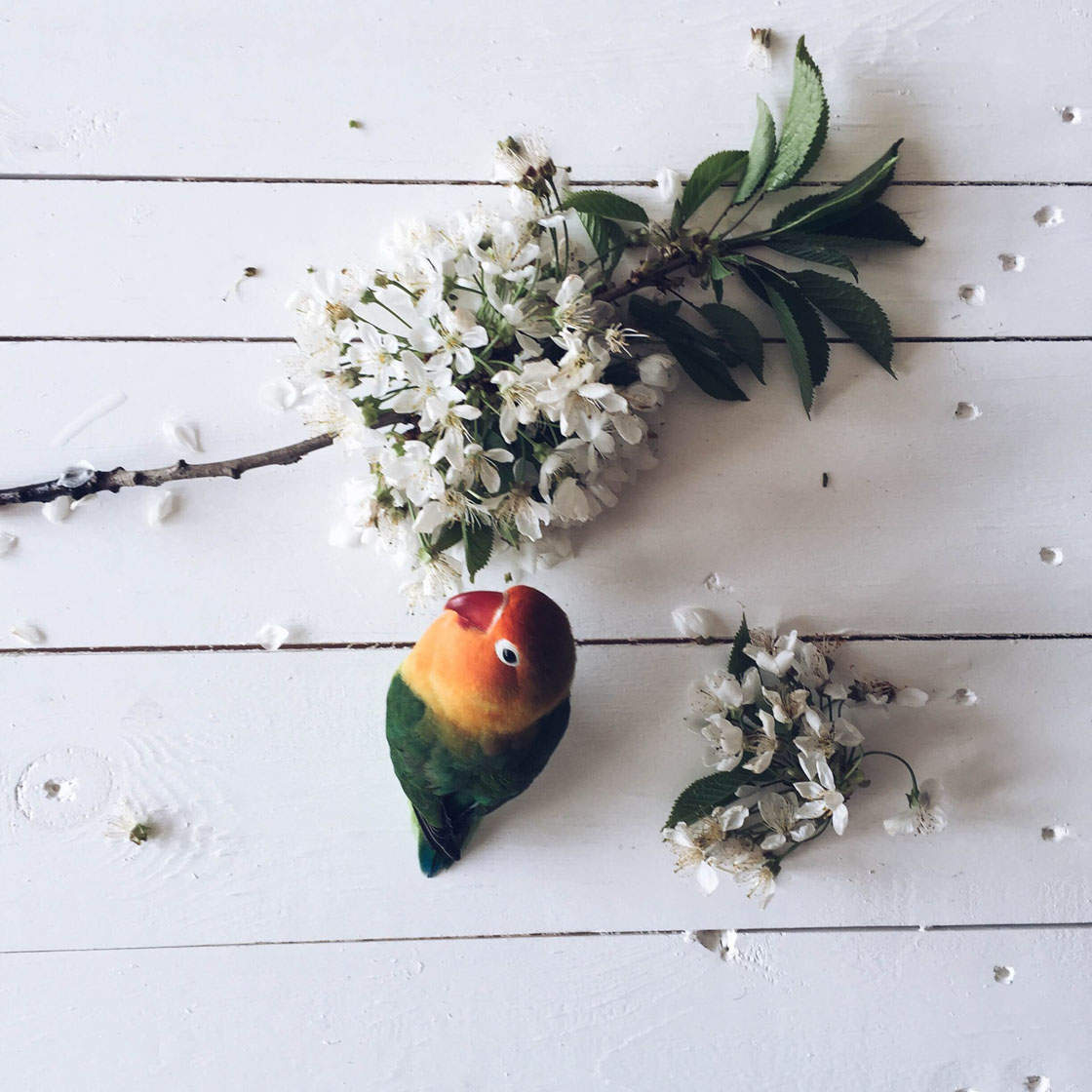 8 Still Life iPhone Photographers To Follow On Instagram