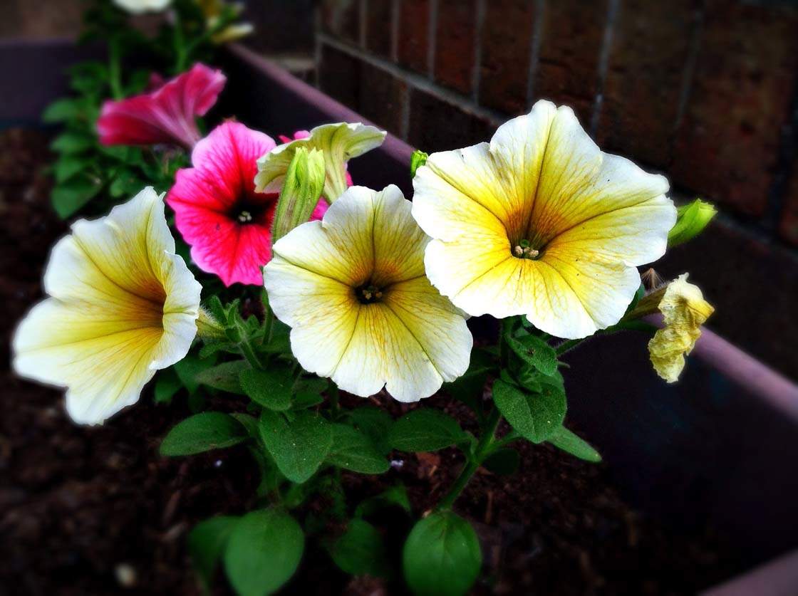 5 Ways To Enhance Your Flower Photos With iPhone Editing Apps