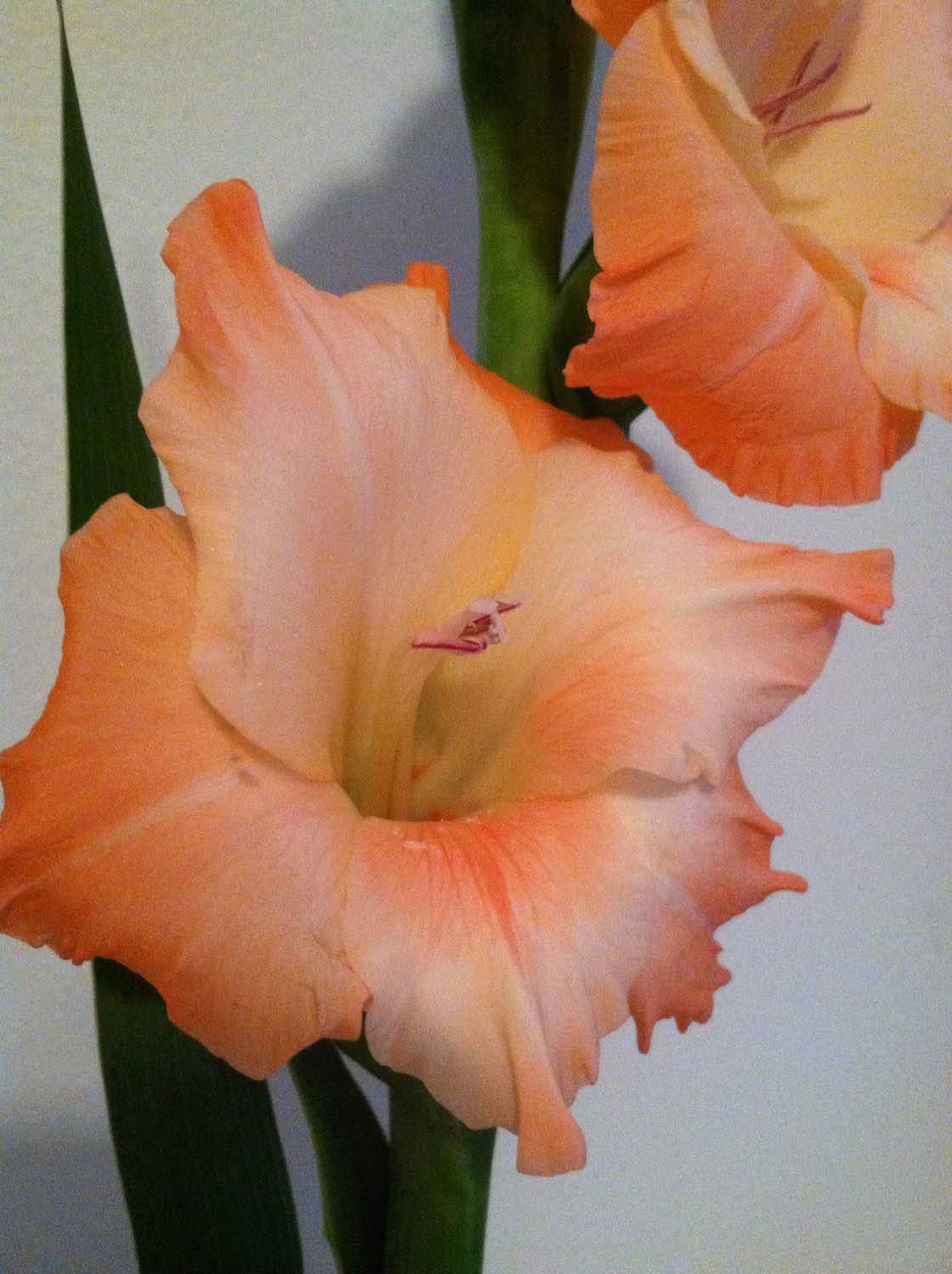 5 Ways To Enhance Your Flower Photos With iPhone Editing Apps