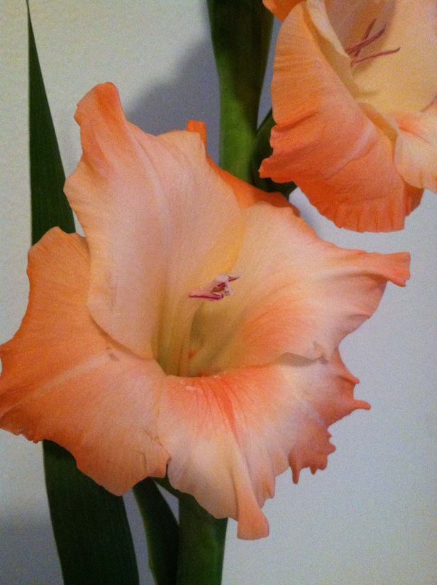 5 Ways To Enhance Your Flower Photos With iPhone Editing Apps