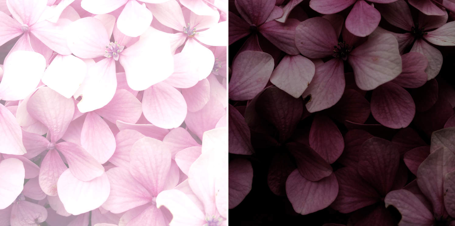 12 Mobile Photography Tips Every Photographer Should Know