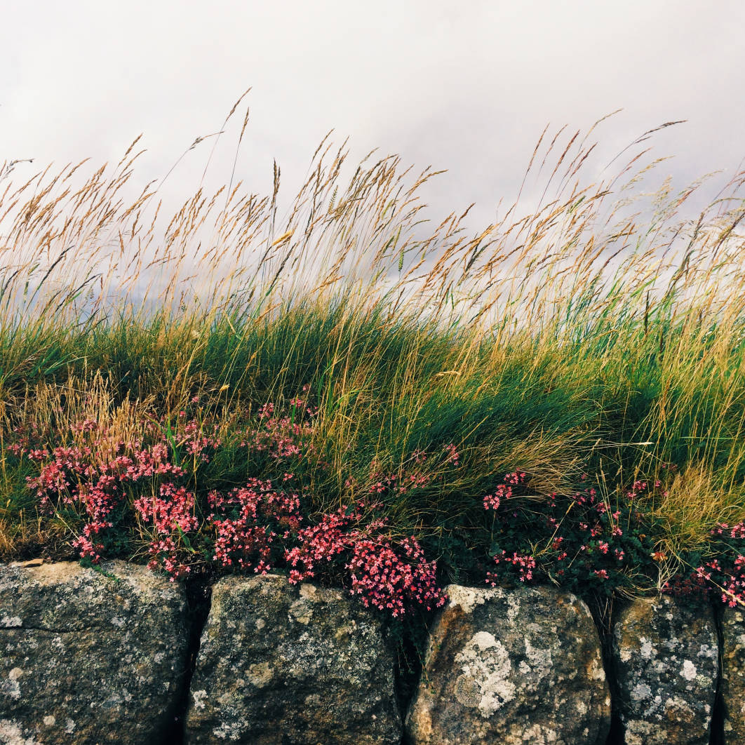 How To Use VSCO Filters To Create Beautiful iPhone Photos