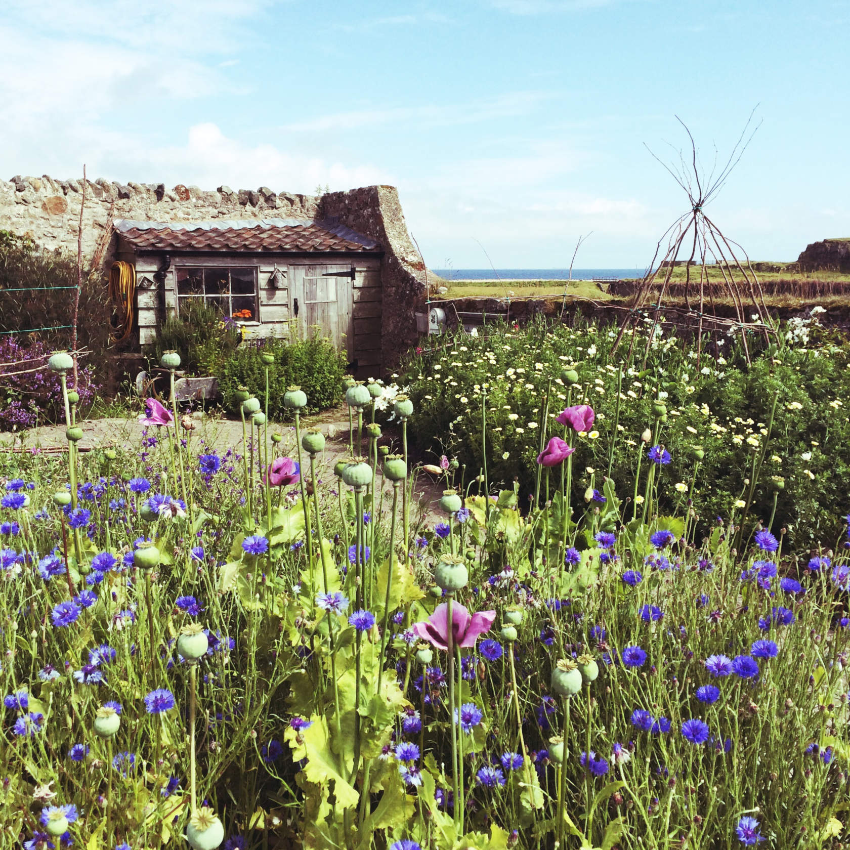 How To Use VSCO Filters To Create Beautiful iPhone Photos