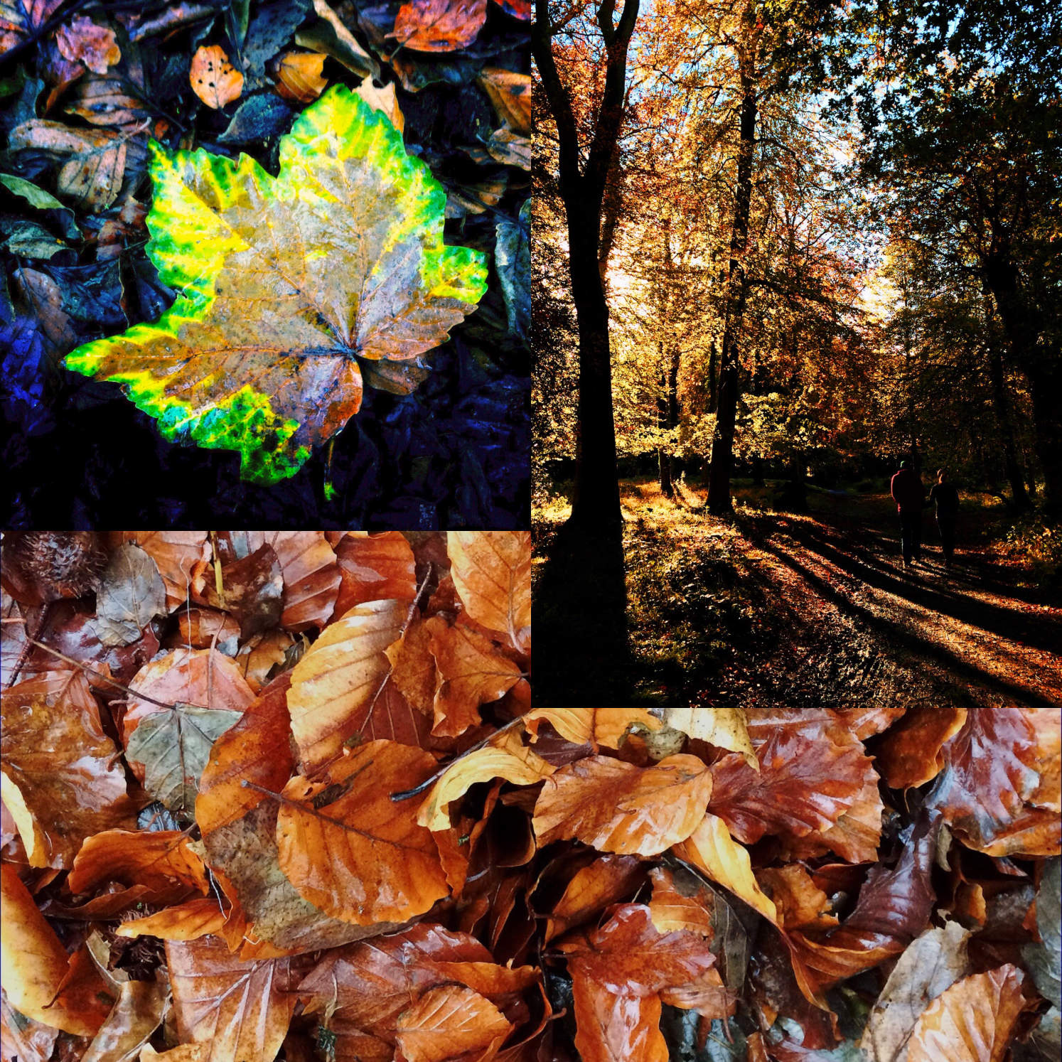 How To Create Stunning Photo Collages On Your iPhone