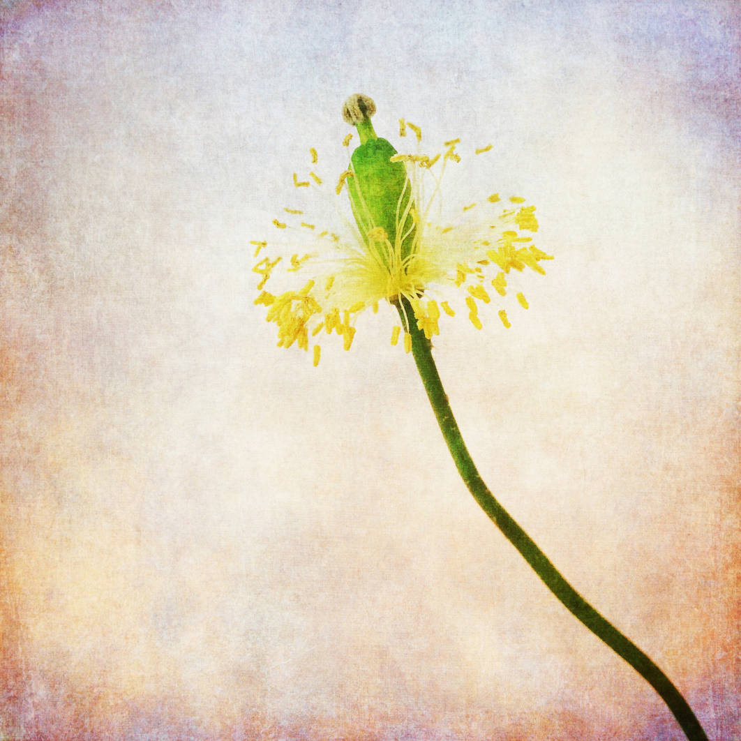 10 Best Apps For Adding Textures To Your iPhone Photos