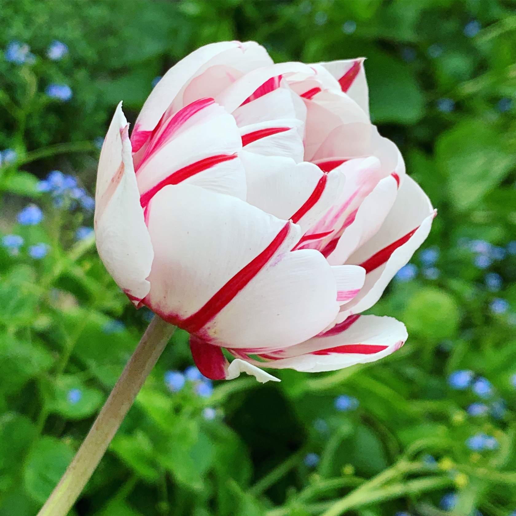 10 Focus Tips For Perfectly Sharp iPhone Photos