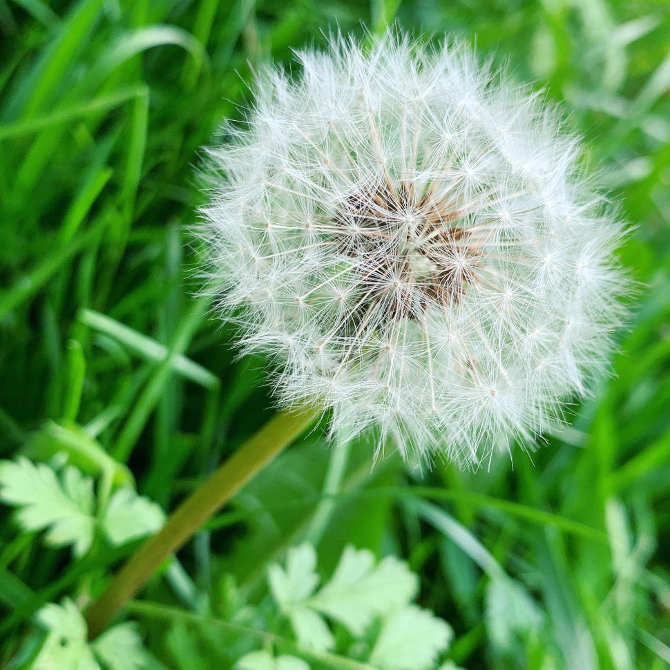 10 Focus Tips For Perfectly Sharp iPhone Photos