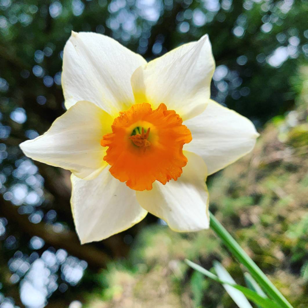 10 Focus Tips For Perfectly Sharp iPhone Photos