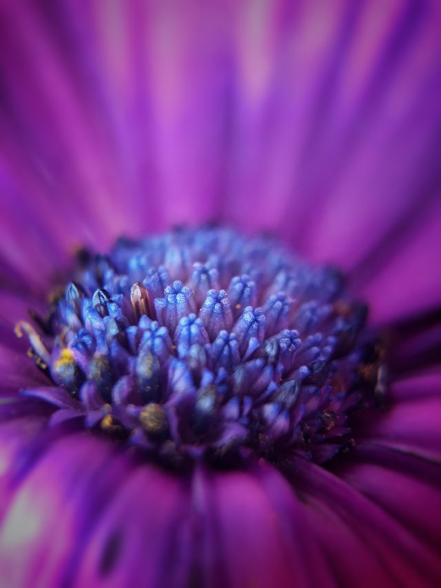 9 Tips For Beautiful Flower Macro Photography On iPhone