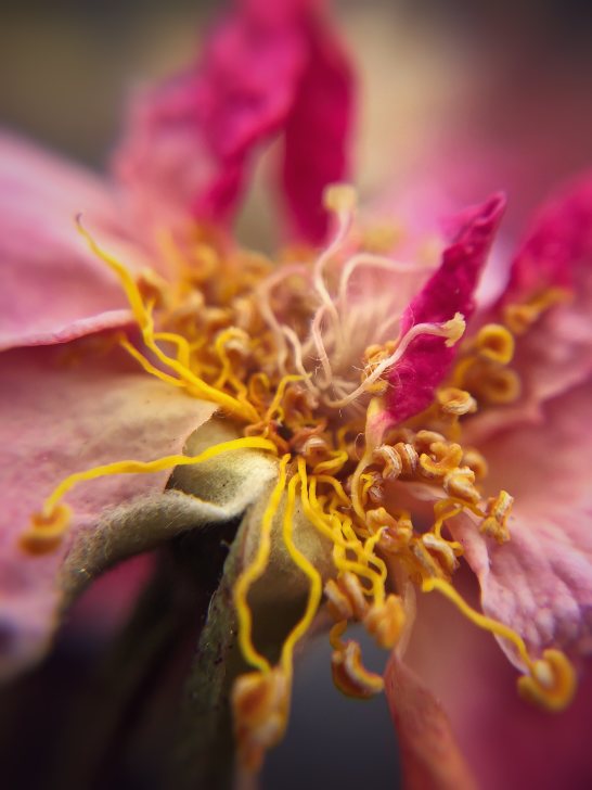 9 Tips For Beautiful Flower Macro Photography On iPhone
