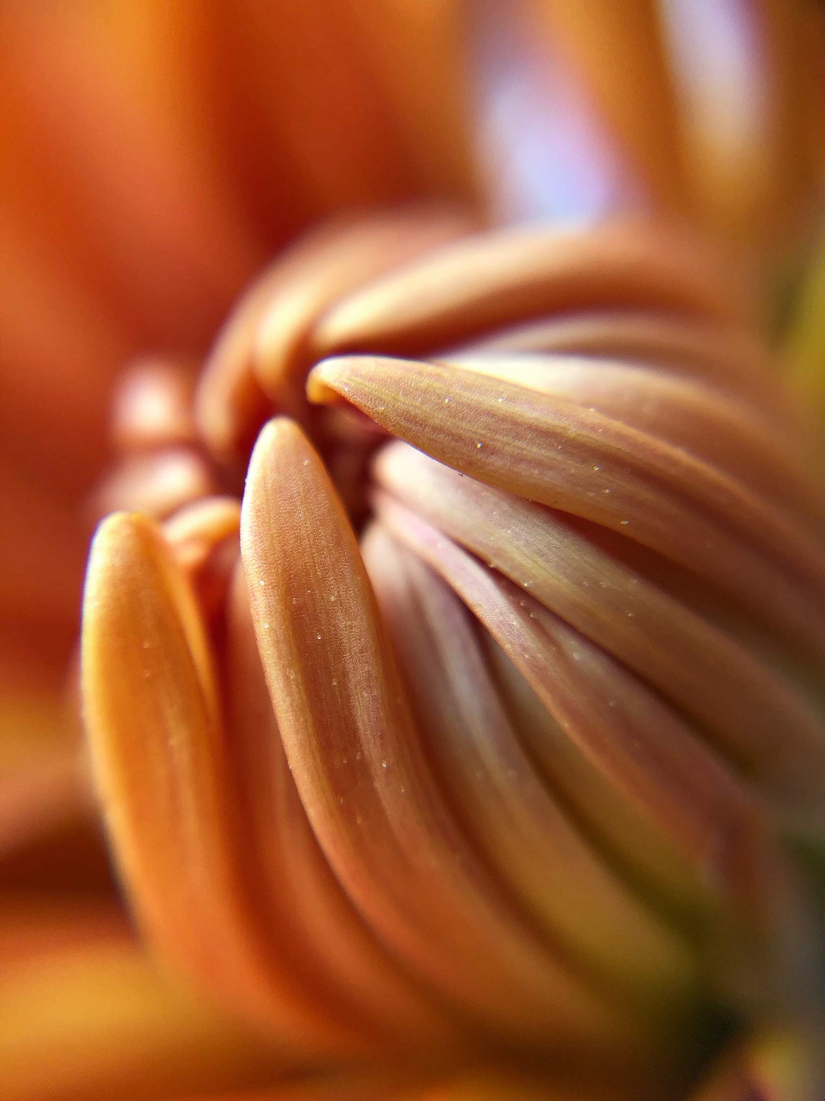 9 Tips For Beautiful Flower Macro Photography On iPhone