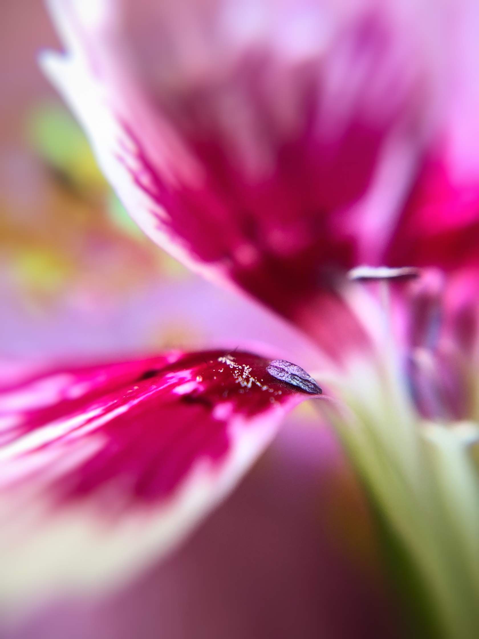 9 Tips For Beautiful Flower Macro Photography On IPhone 9-tips-for-beautiful-flower-macro-photography-on-iphone