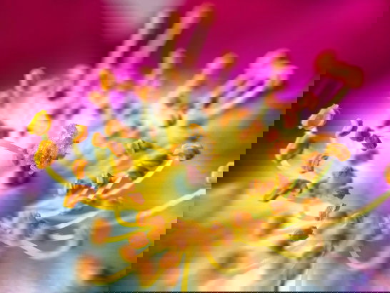 Flowers | iPhone Photography School