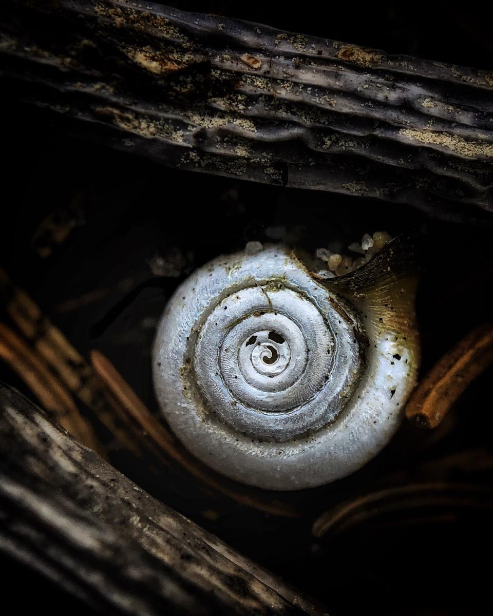 8 Tips For Fascinating Nature Macro Photography On iPhone